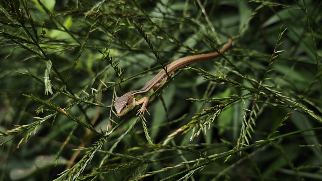 China Grass Lizard in September 2024 by 李博恒 · iNaturalist