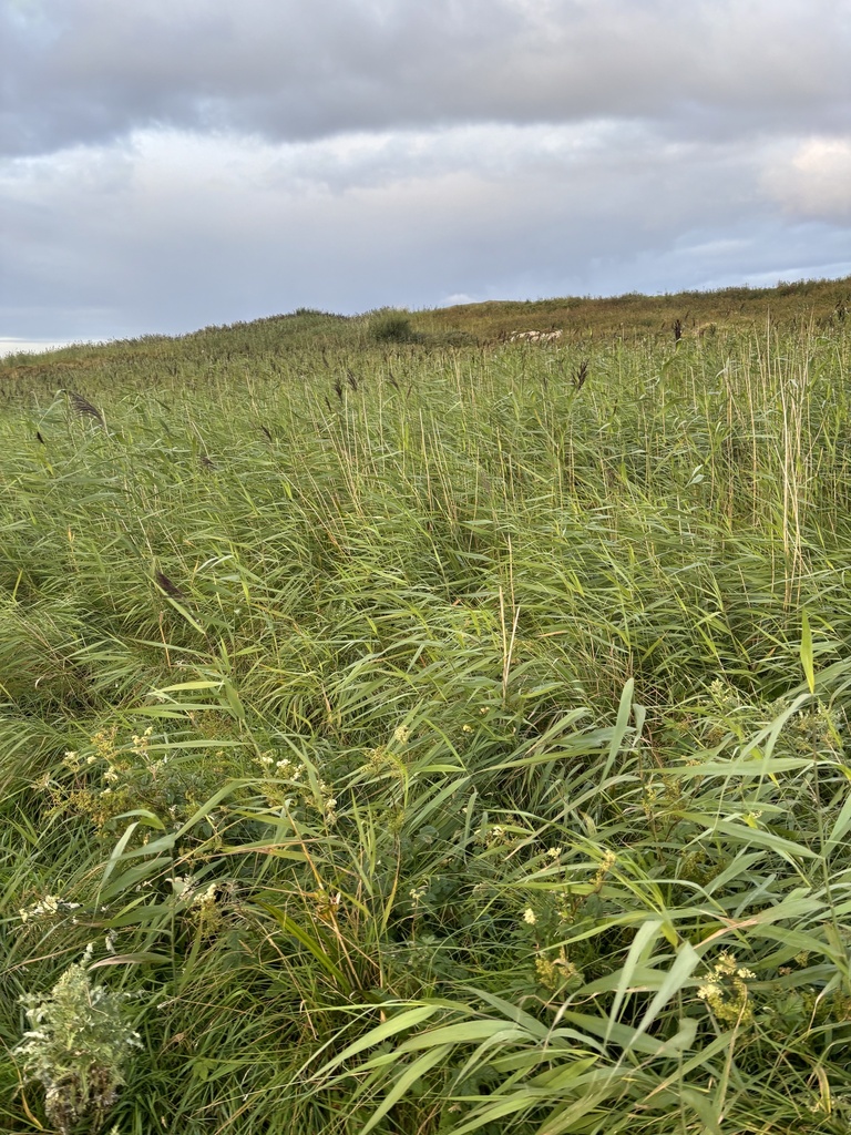 common reed from Islay, Isle Of Islay, Scotland, GB on September 13 ...