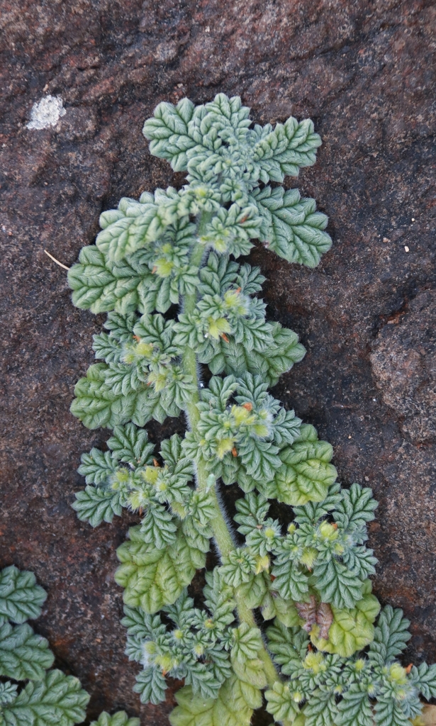 Coldenia procumbens from Bogahayaya, Sri Lanka on September 16, 2024 at ...