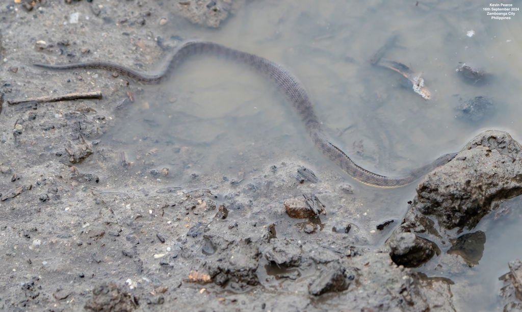 Southeast Asian Bockadam from Zambowood, Zamboanga, Zamboanga del Sur ...