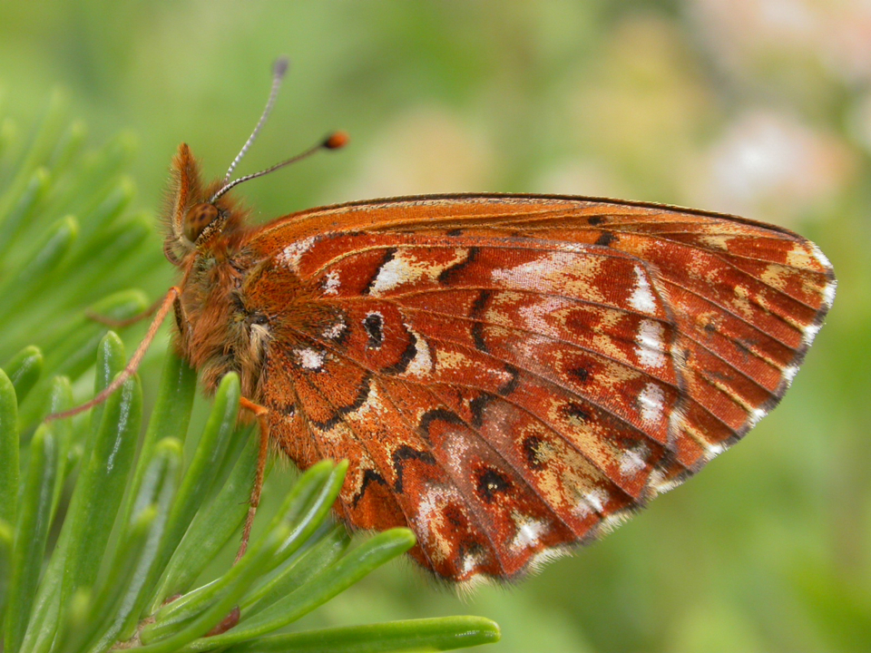 Arctic Fritillary (Arthropods of Sweitzer Lake State Park) · iNaturalist