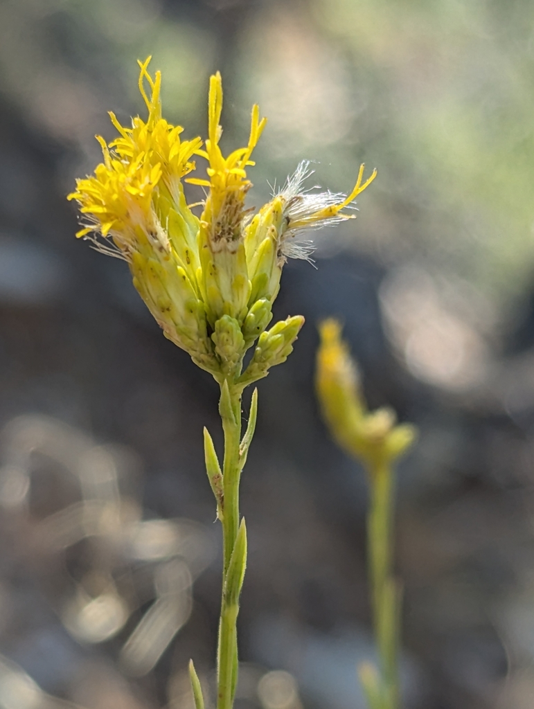 Spindly goldenbush from Orderville, UT 84758, USA on September 13, 2024 ...