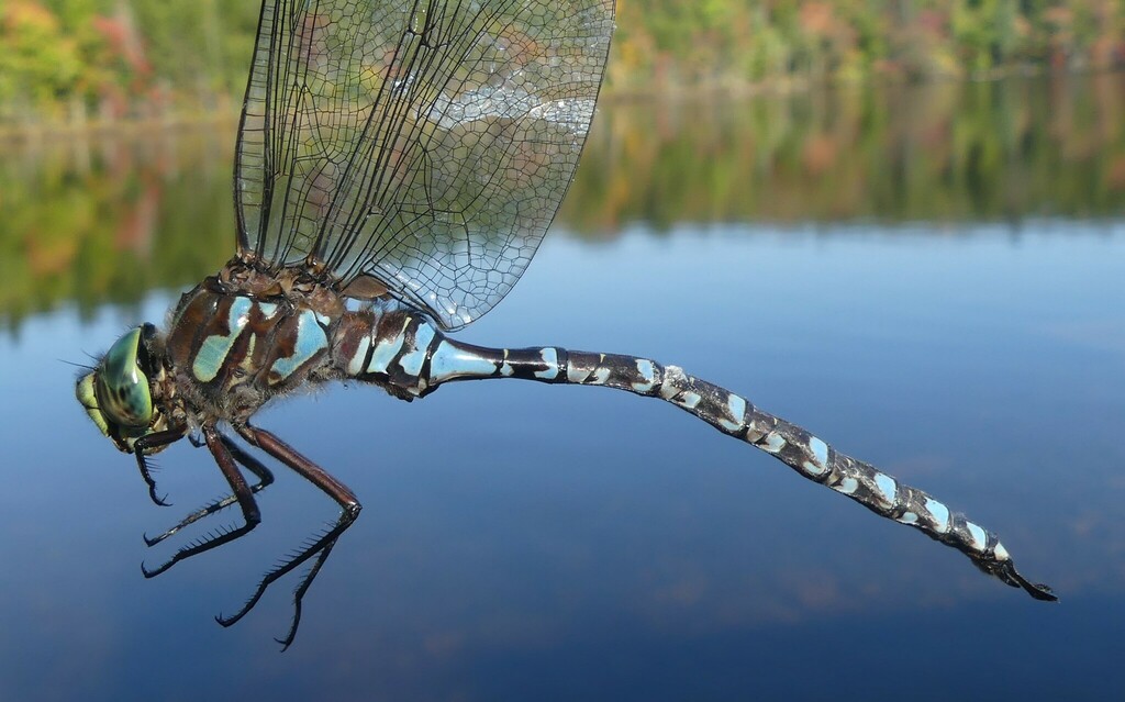 Lake Darner from Lac des Roches (émissaire) Beauport, Quartier 5-1 ...
