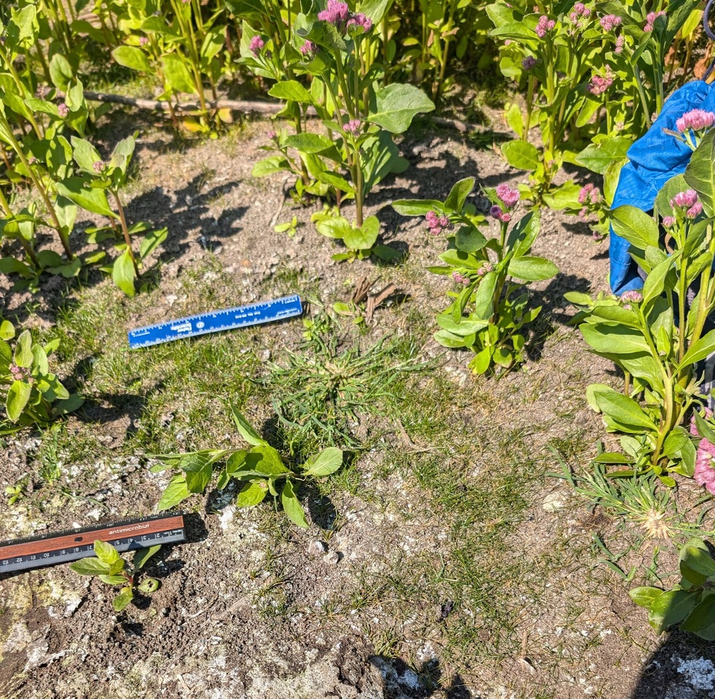 Bearded Sprangletop in September 2024 by Robert Wernerehl. State ...