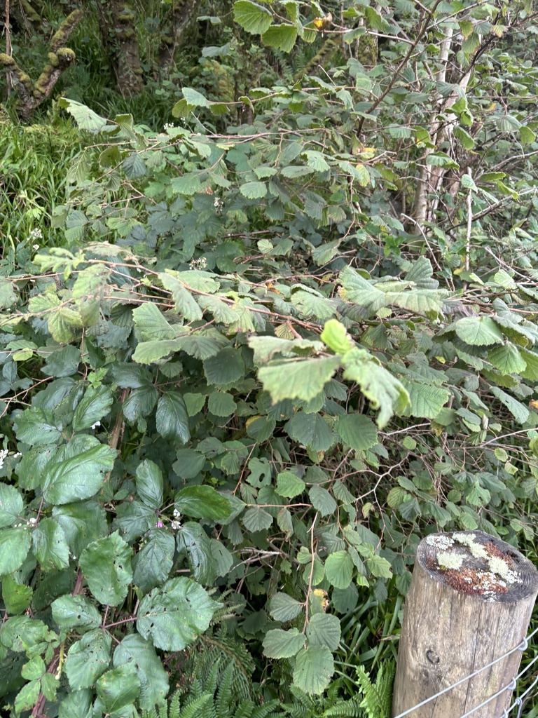 common hazel from Islay, Isle Of Islay, Scotland, GB on September 13 ...