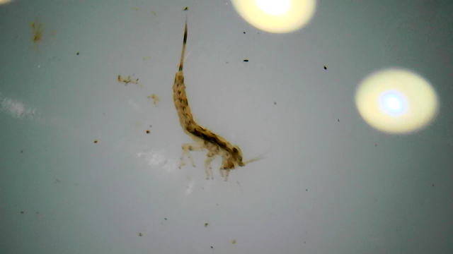 Mayflies from Danville, VA, USA on September 10, 2024 at 04:11 PM by ...