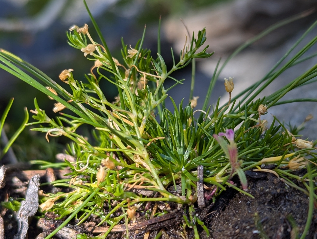 Alpine Pearlwort from Riverside County, CA, USA on September 11, 2024 ...