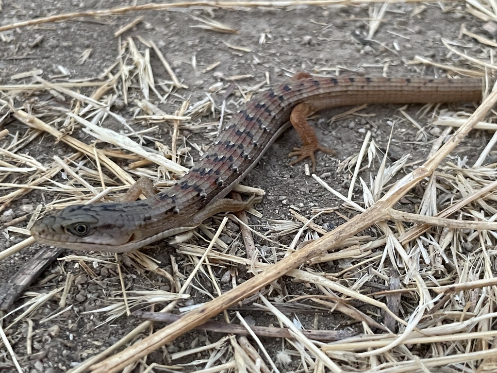 Southern Alligator Lizard from Sycamore Canyon Wilderness Park ...