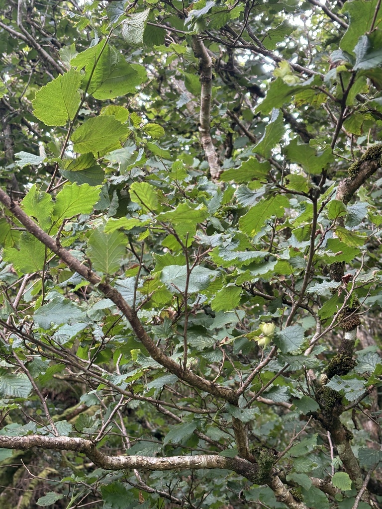 common hazel from Islay, Isle Of Islay, Scotland, GB on September 13 ...