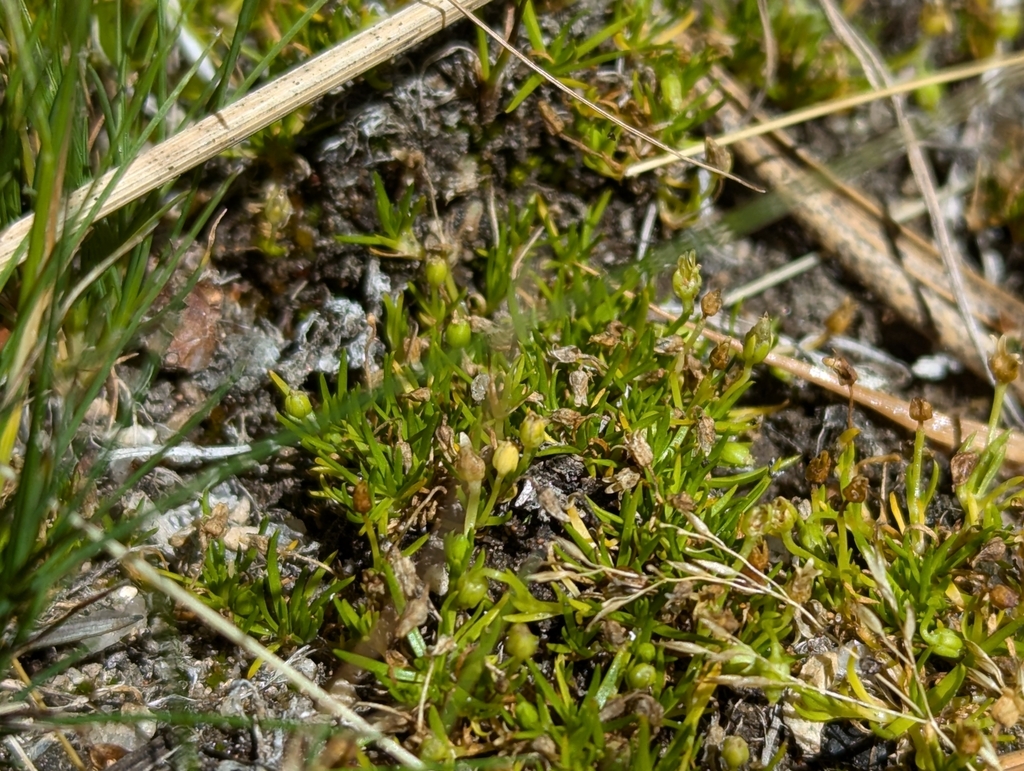 Alpine Pearlwort from Riverside County, CA, USA on September 11, 2024 ...