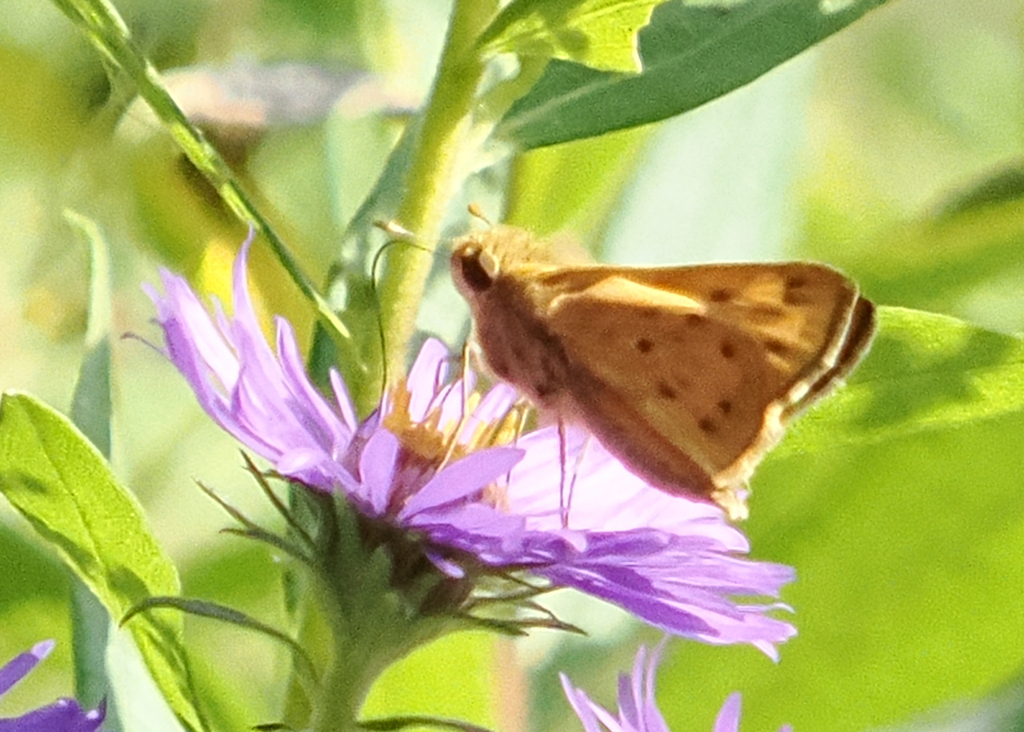 Fiery Skipper from Lansing-Westgate, ON, Canada on September 17, 2024 ...