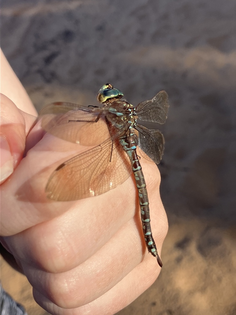 Canada Darner from Second Sand Beach Rd, Lanse, MI, US on September 17 ...