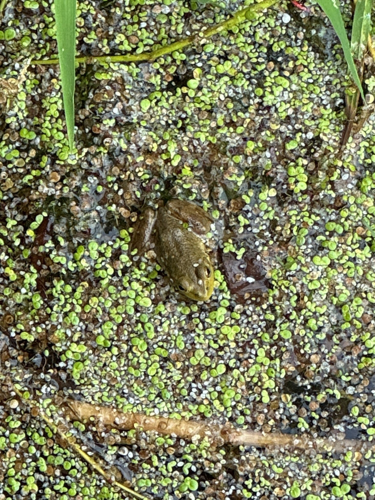 American Bullfrog from Verona, WI, US on September 17, 2024 at 03:53 PM ...