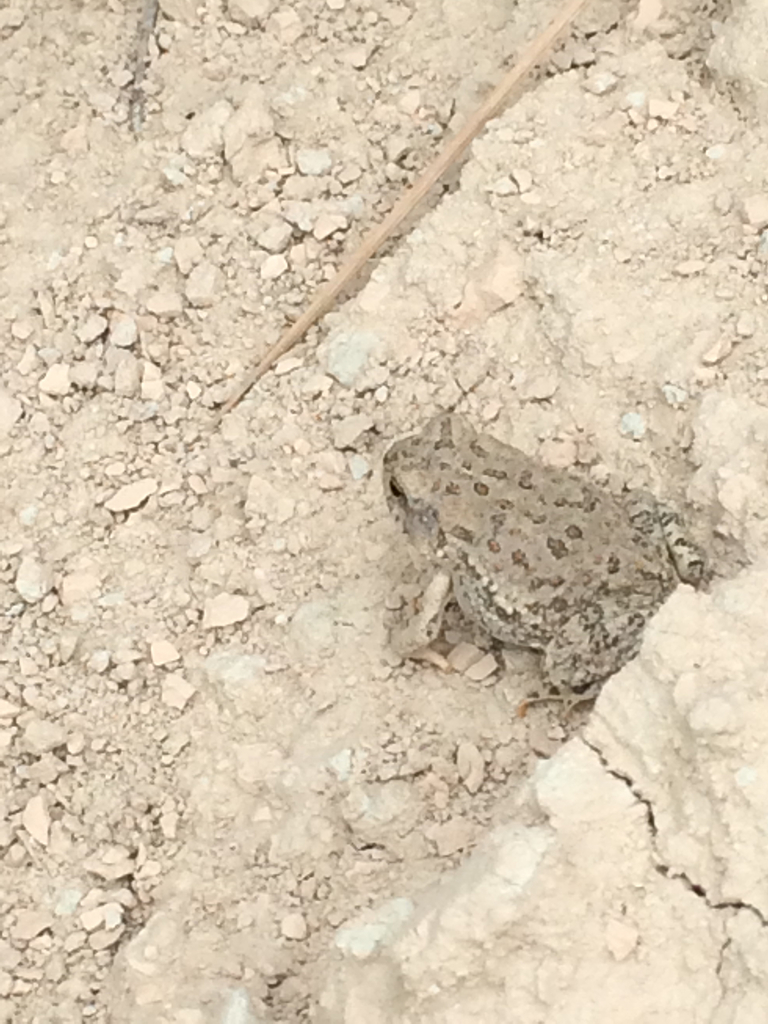 Woodhouse's Toad from Scotts Bluff National Monument, Gering, NE, US on ...