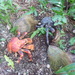 Coconut Crab (Birgus latro) · iNaturalist