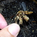 Coconut Crab (Birgus latro) · iNaturalist