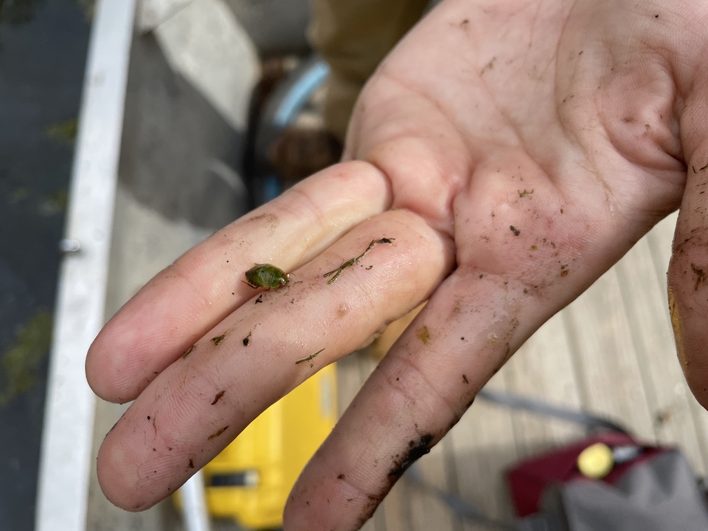 Pelocoris femoratus from Pymatuning State Park, Linesville, PA, US on ...