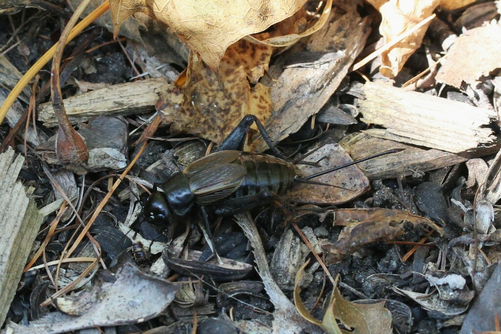 Fall Field Cricket from Sarnia, ON, Canada on September 17, 2024 at 12: ...