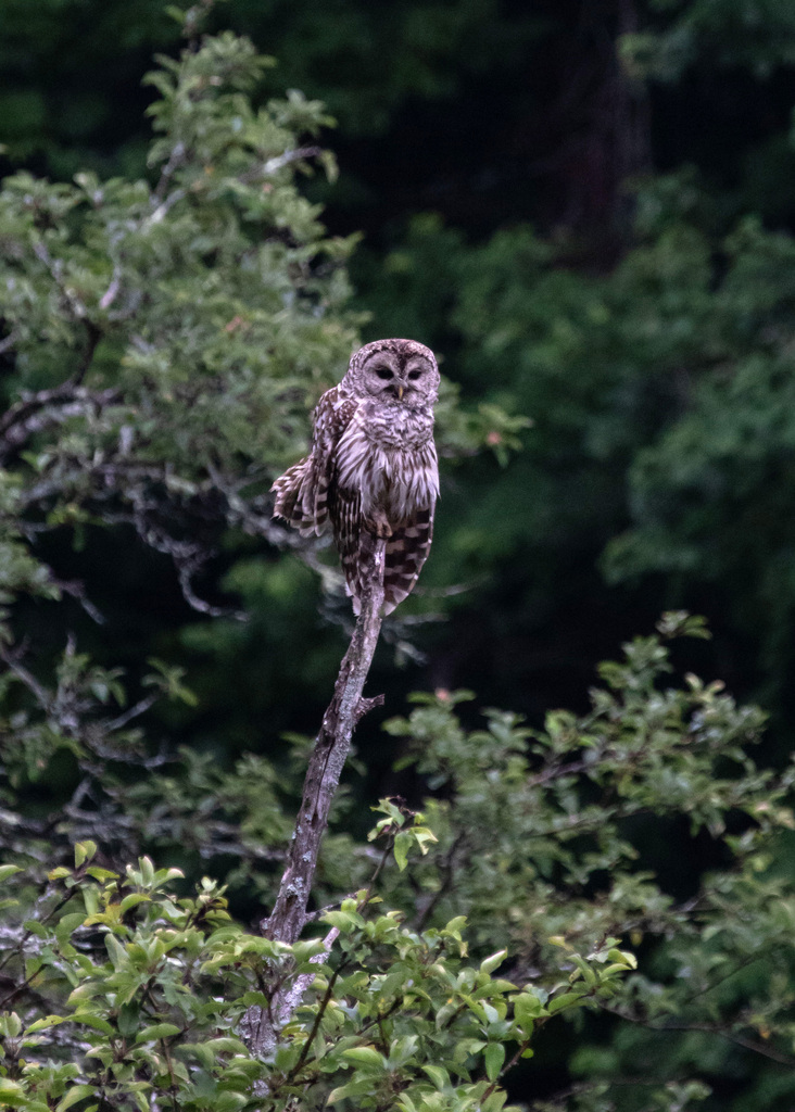 Barred Owl from Timber-till Country on July 18, 2024 at 06:50 AM by ...