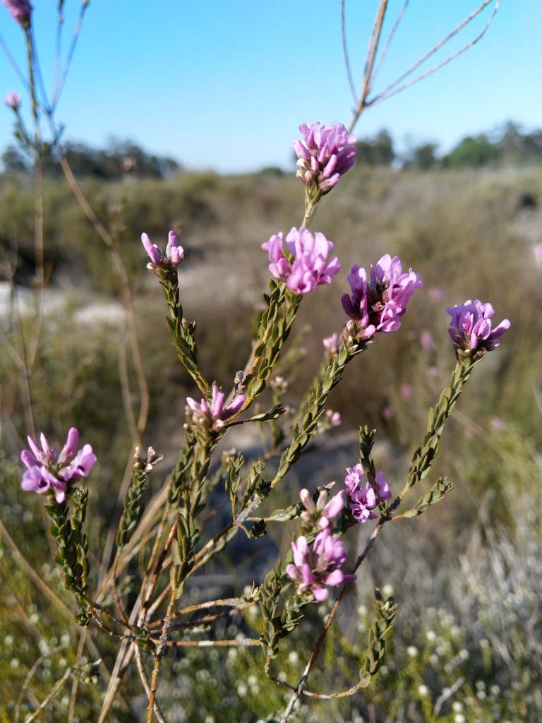 Ericoid Amphithalea (Amphithalea ericifolia) - Botanical Realm