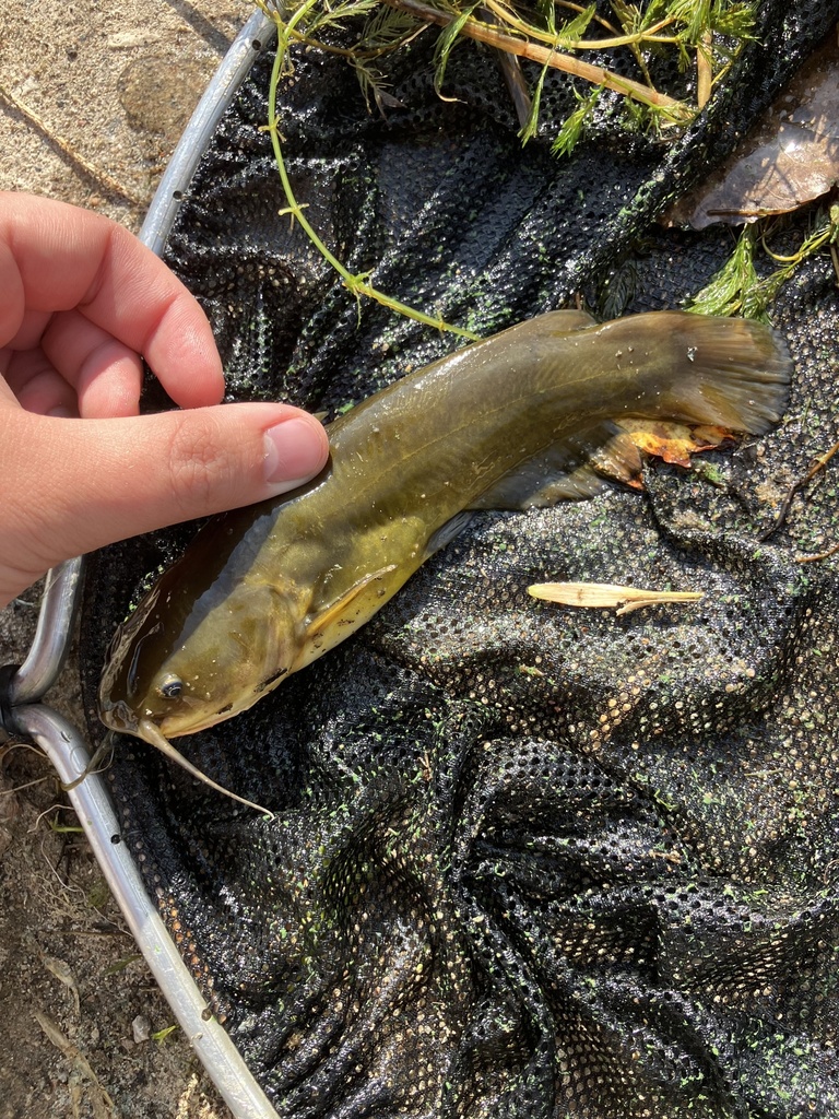 Yellow Bullhead from Lake Nokomis, Minneapolis, MN, US on September 17 ...