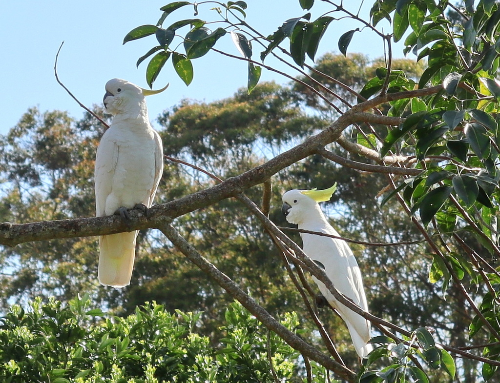 Sulphur-crested Cockatoo from Witta QLD 4552, Australia on September 18 ...