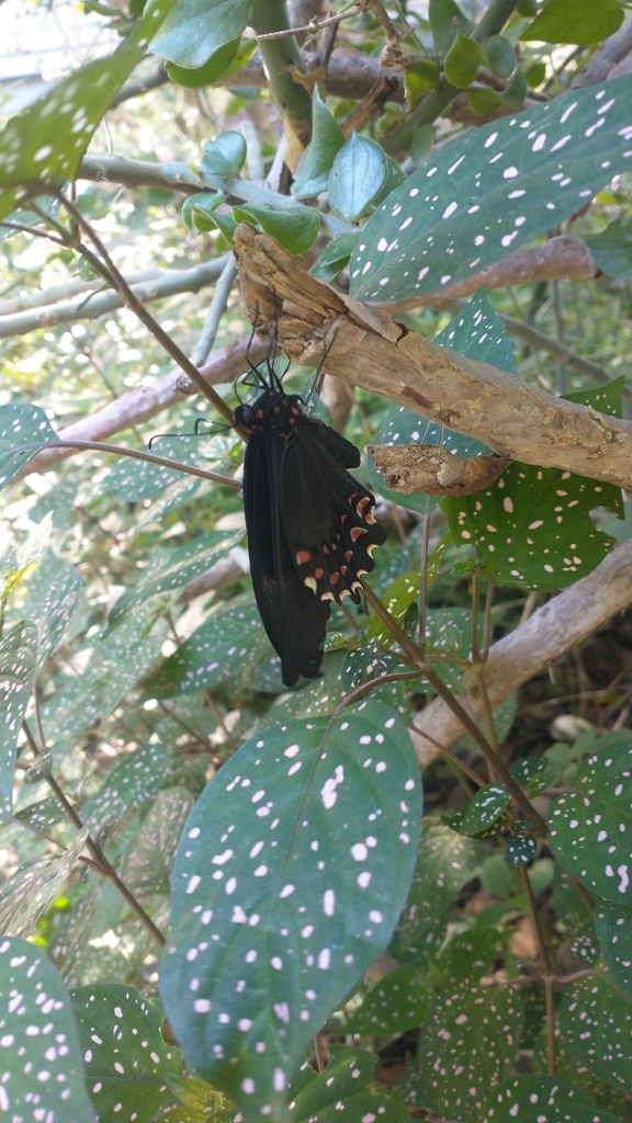 Pink-spotted Swallowtail from Las Agujas, Jal., México on September 17 ...