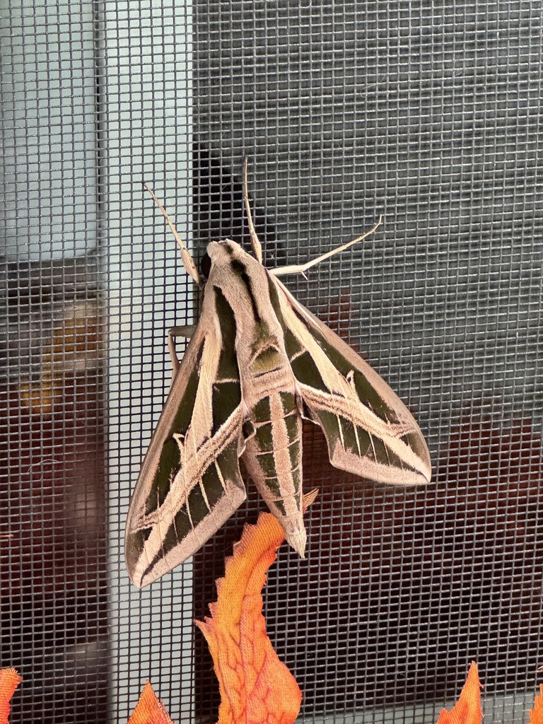 Banded Sphinx from Feathergrass Cir, Leesburg, FL, US on September 15 ...