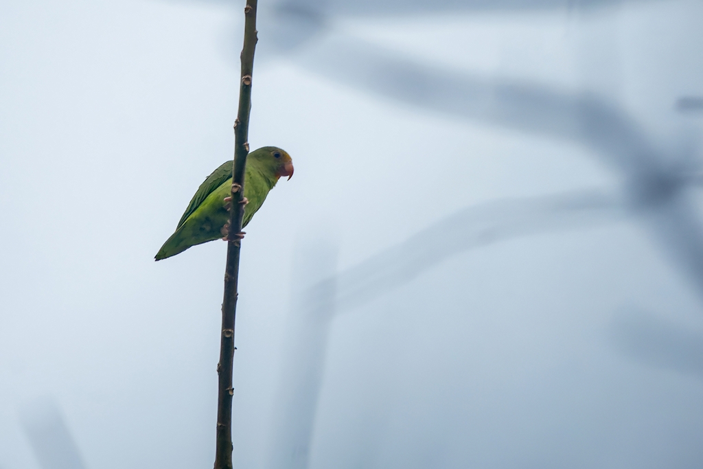 Cobalt-winged Parakeet in September 2024 by Luciano Bernardes · iNaturalist