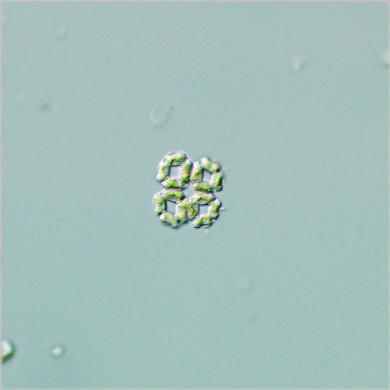 Crucigenia fenestrata from Brisbane QLD, Australia on December 19, 2022 ...