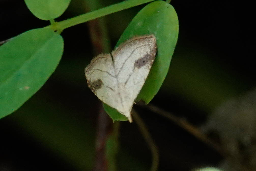 Spotted Grass Moth from Woodbridge, Vaughan, ON, Canada on September 17 ...