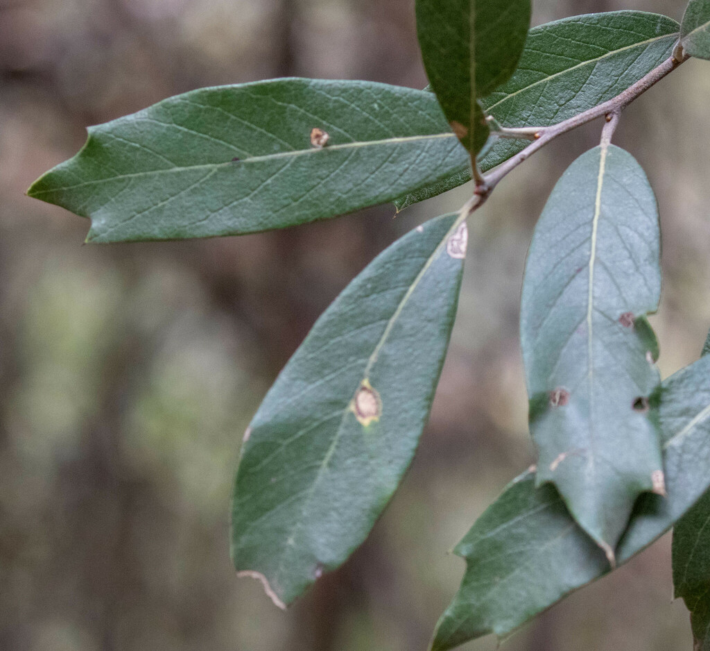 silverleaf oak from Cochise County, AZ, USA on September 2, 2024 at 10: ...