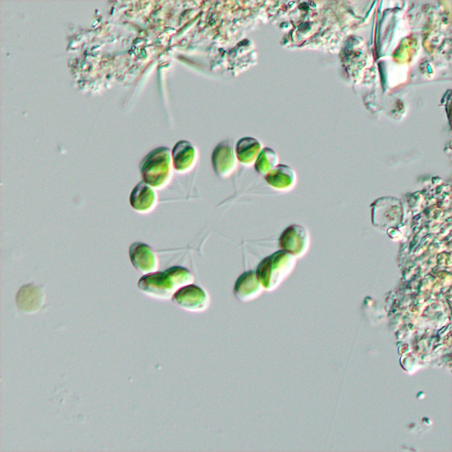 (Dictyosphaerium) - Botanical Realm