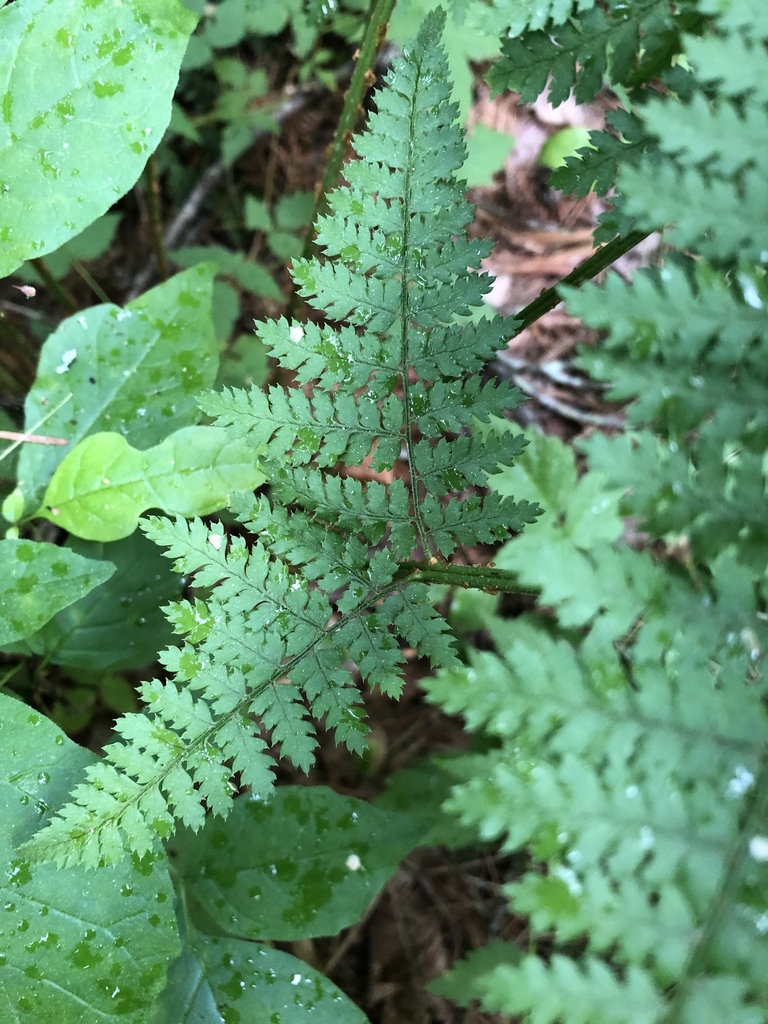 intermediate wood fern (Field Botany OCPs - Comprehensive Guide - 2023 ...
