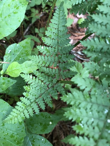 intermediate wood fern (Field Botany OCPs - Comprehensive Guide - 2023 ...