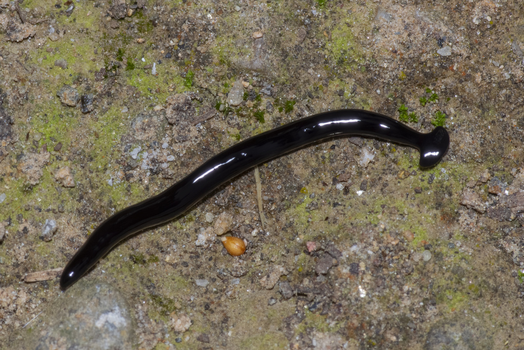 COVID Worm from 北京中信金陵酒店, 北京市, CN on September 16, 2024 at 10:04 AM by ...