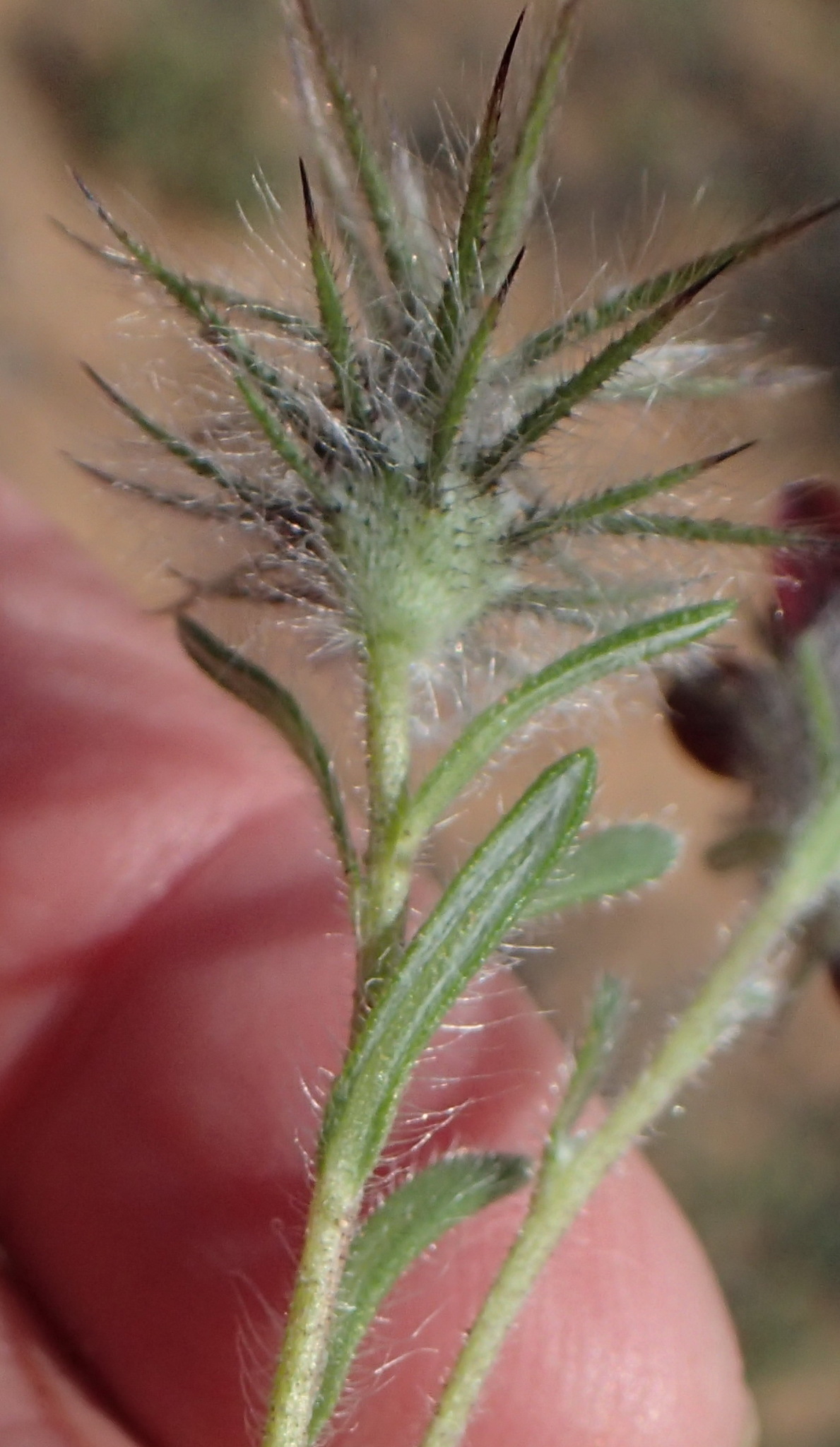 Gorteria diffusa subsp. calendulacea (DC.) Roessler