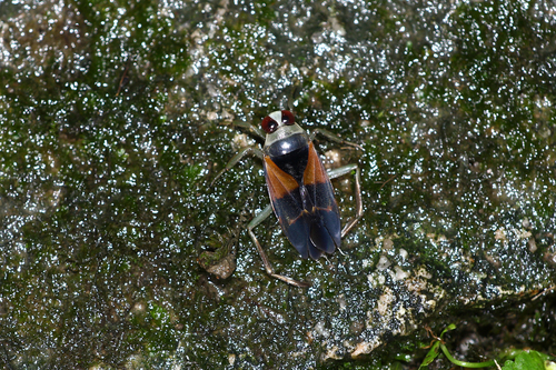 Notonecta chinensis · iNaturalist