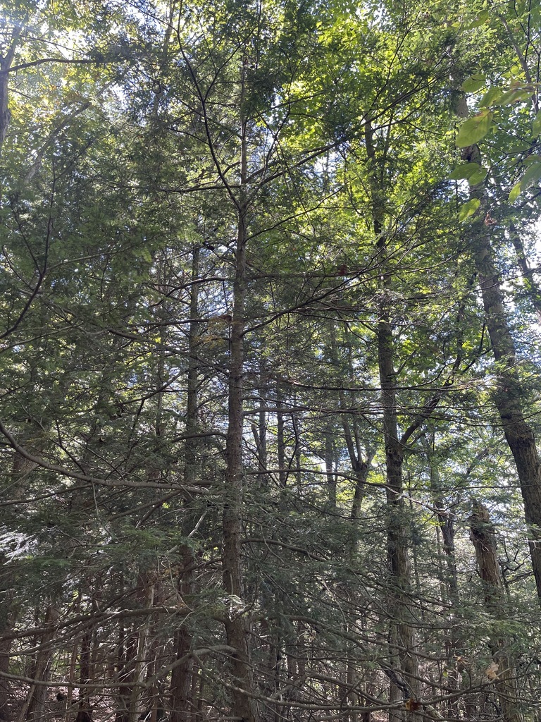eastern hemlock from Somerset County, PA, USA on September 7, 2024 at ...