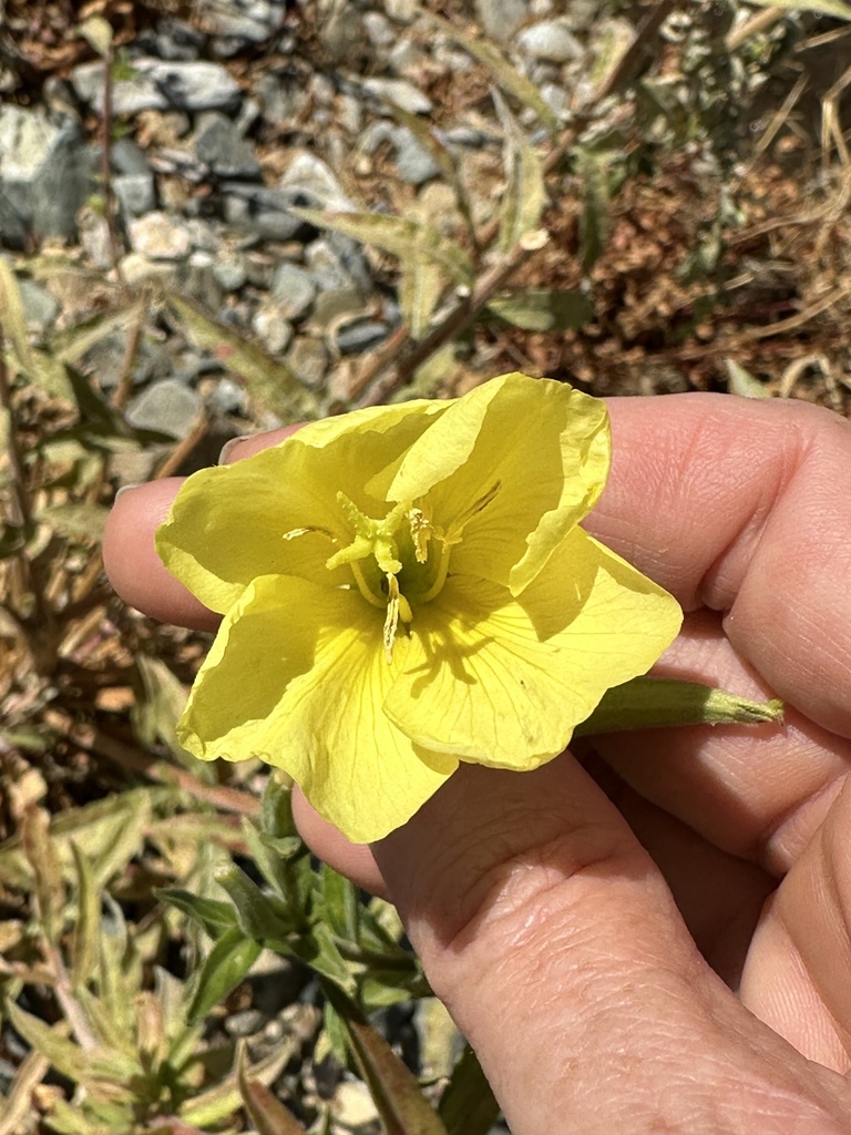 tall evening primrose from Inyo National Forest, Big Pine, CA, US on ...