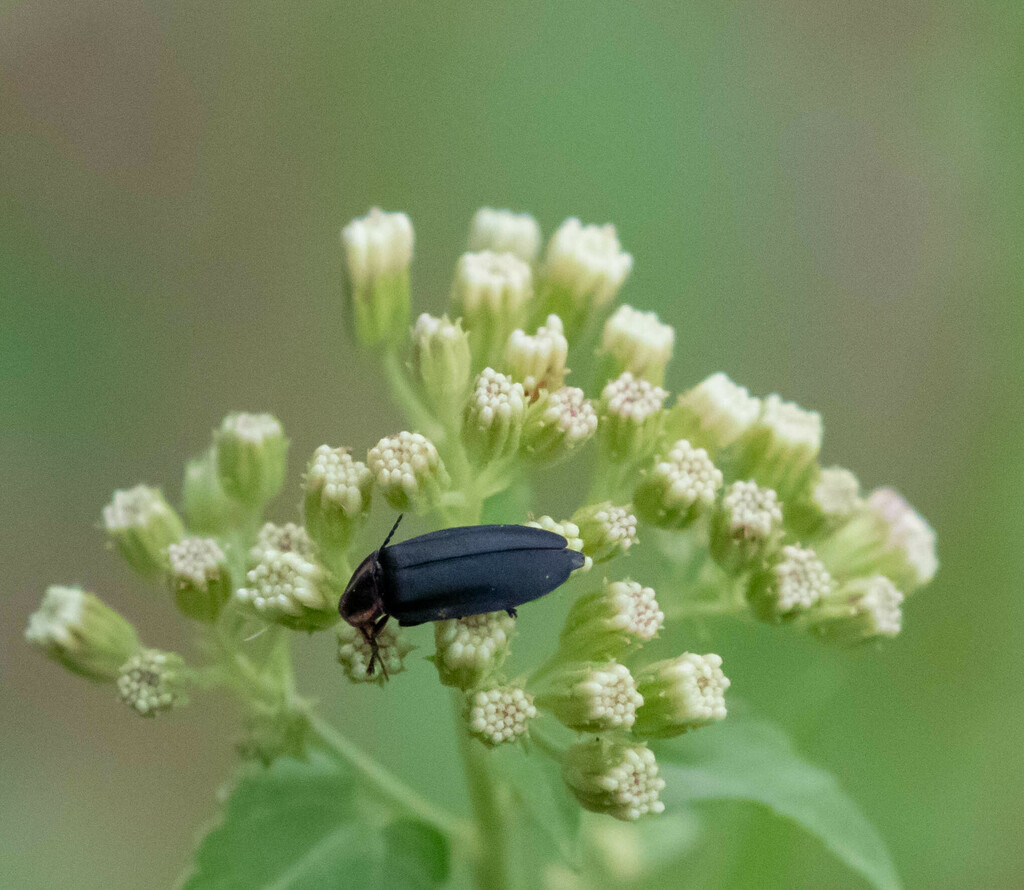 Diurnal Fireflies from Cochise County, AZ, USA on September 02, 2024 at ...