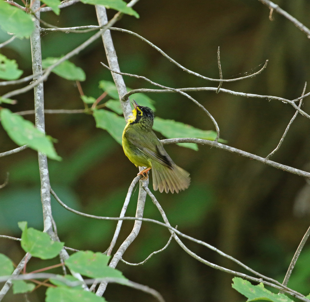 Kentucky Warbler from Higgs Dr, Tennessee 38068, USA on June 10, 2024 ...