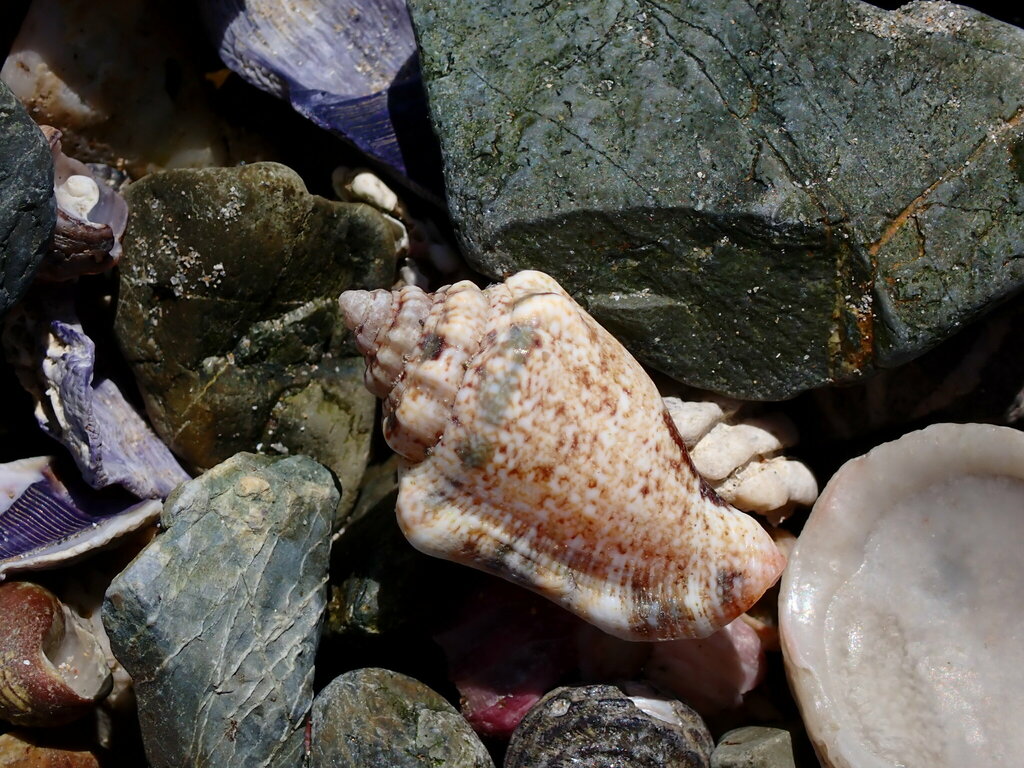 Variable Stromb from Diggers Camp NSW 2462, Australia on September 17 ...