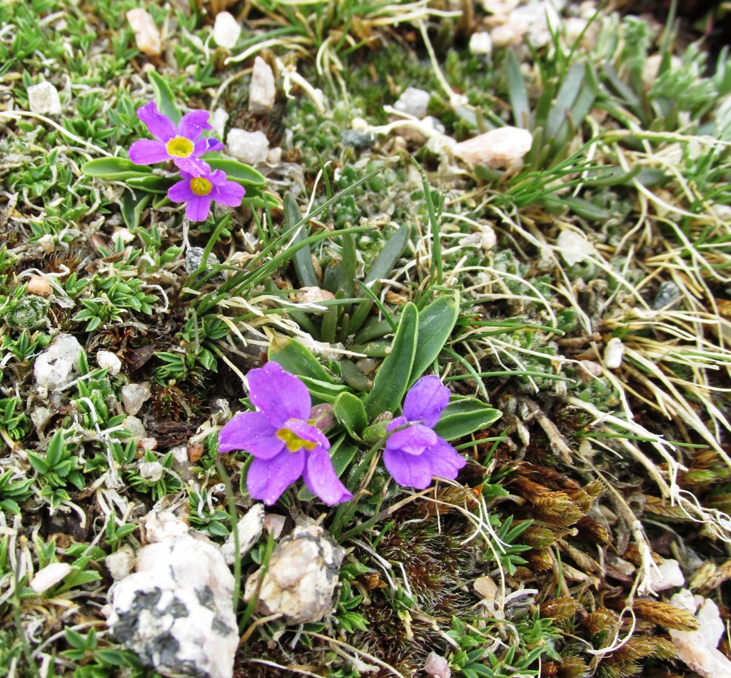 Alpine Primrose (Denver-Boulder Metro Area: Pink, Purple, Blue, Red ...