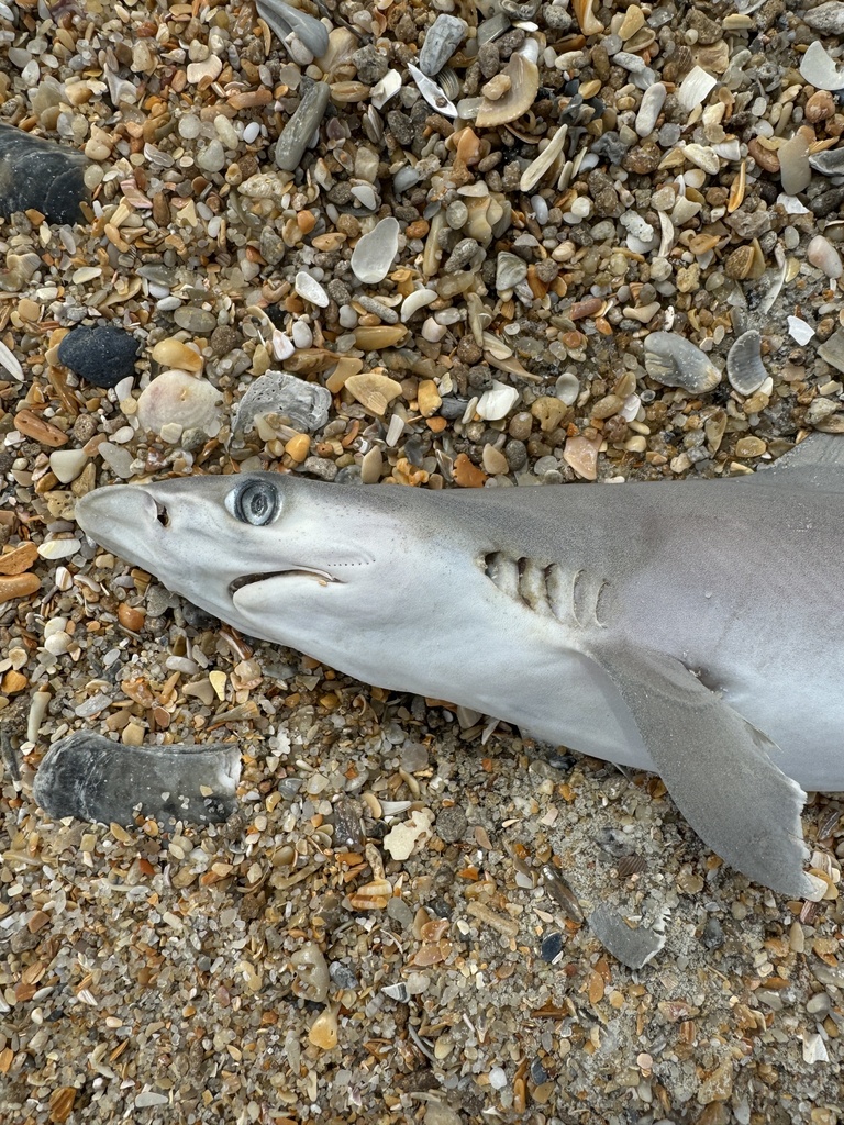 Atlantic Sharpnose Shark from Masonboro Island, Wilmington, NC, US on ...
