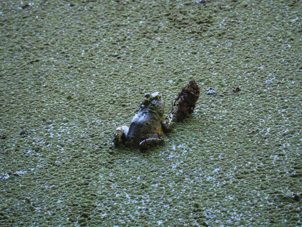 American Bullfrog from Southeast Portland, Portland, OR, USA on August ...