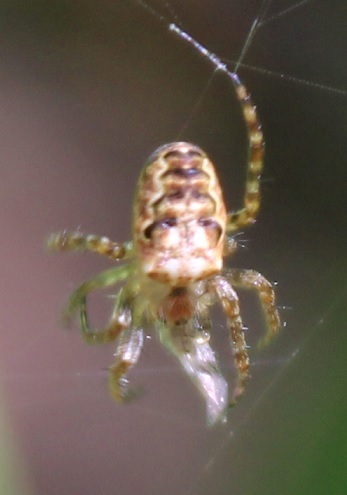 Eastern Bush Orbweaver from Smiths Lake NSW 2428, Australia on ...