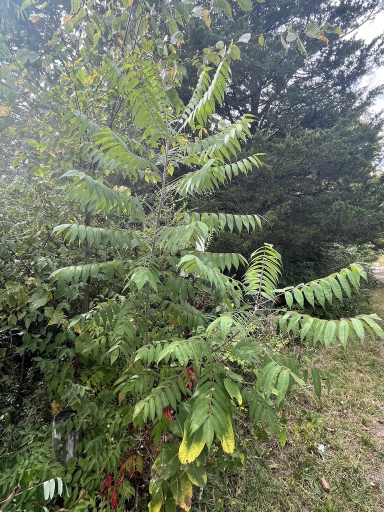 smooth sumac from Peace Valley Park, Doylestown, PA, US on September 17 ...