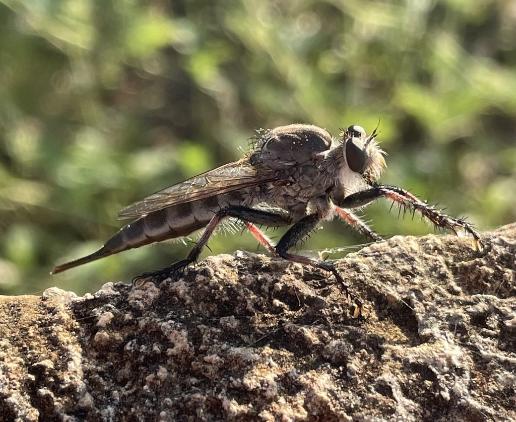 Maroon-legged Lion Fly from Lampasas, TX, US on September 17, 2024 at ...
