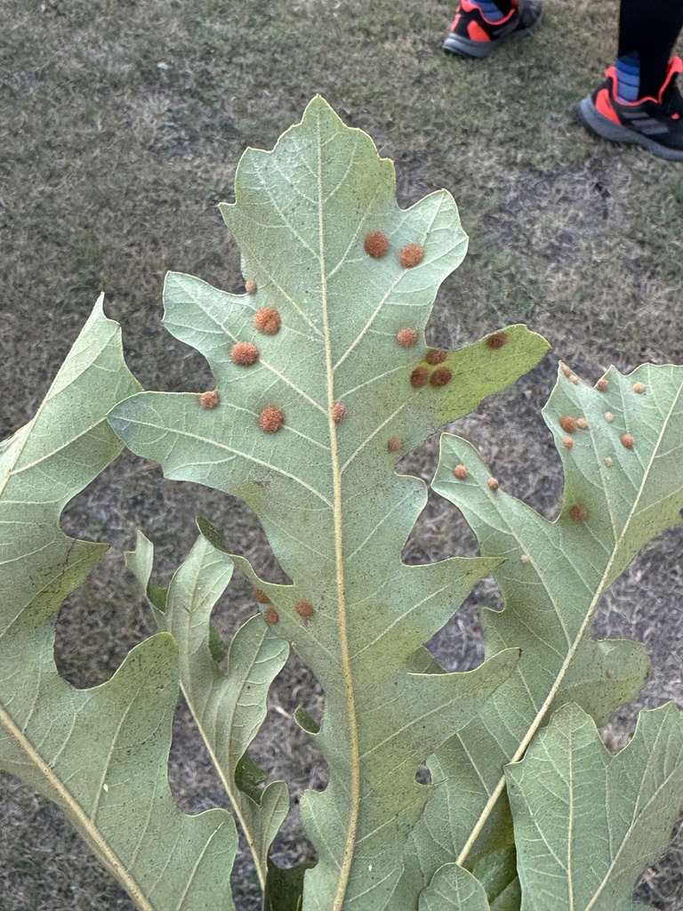 oak flake gall wasp from Barry, TX, US on September 17, 2024 at 06:16 ...